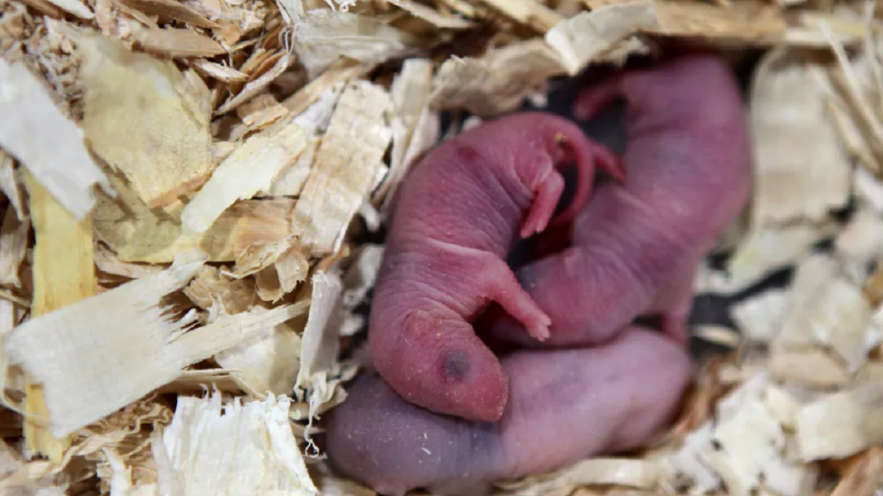 Department of Genetics and Development